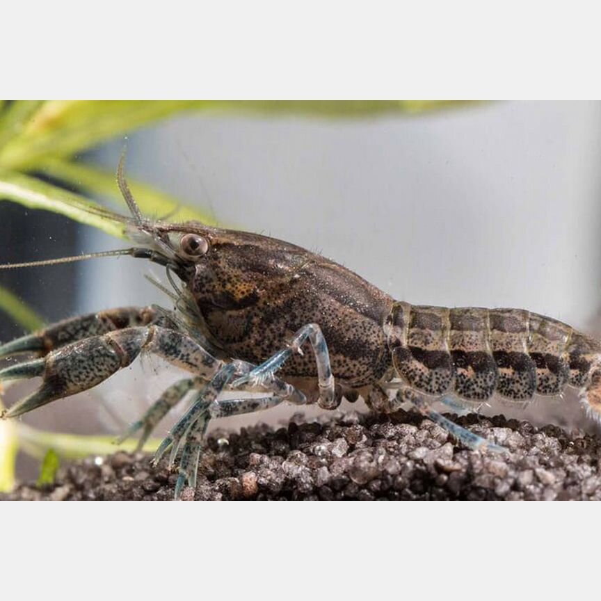 Отдам рака в хорошие руки