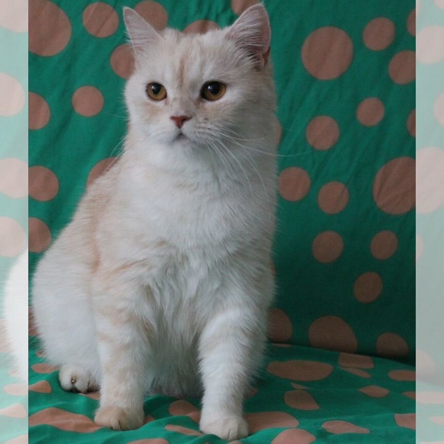 Ищем дом для кошечки