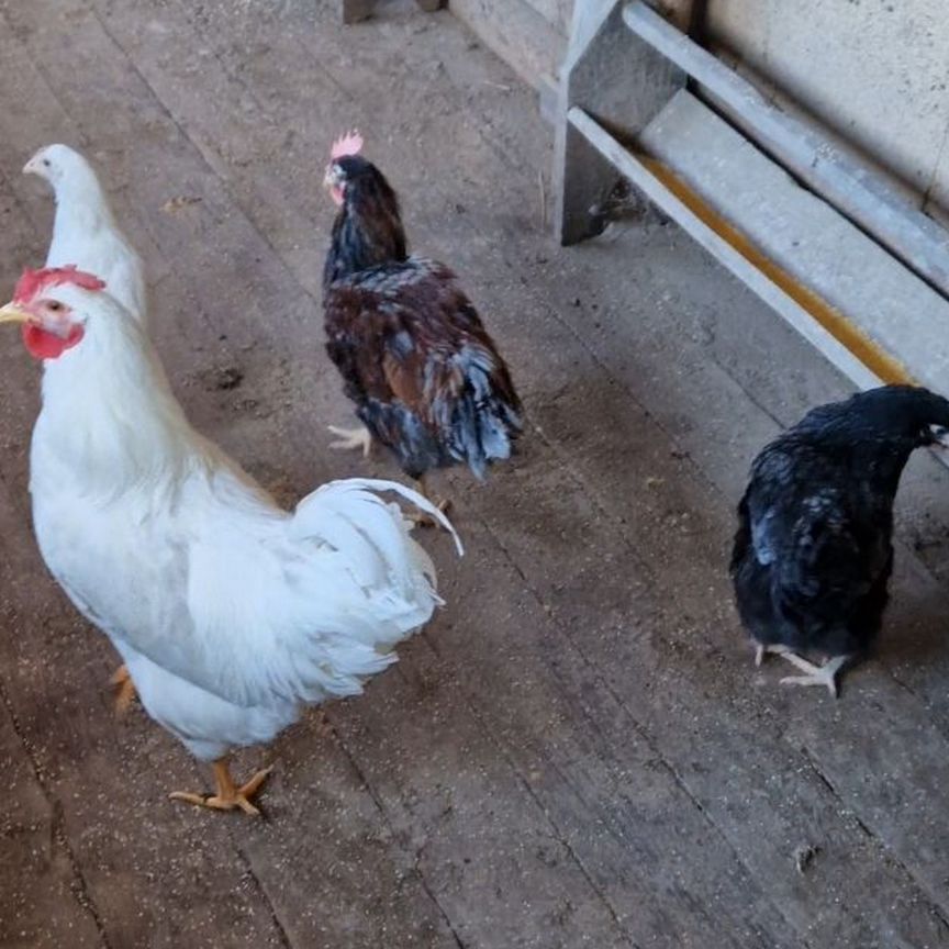 Курицы и петухи