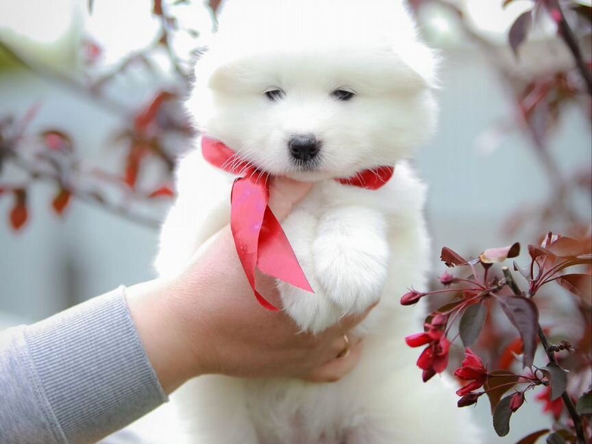 Самоедская лайка