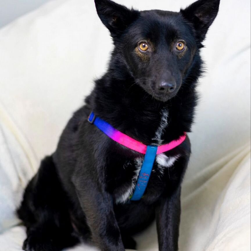 Маленькая собака в добрые руки