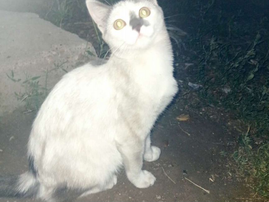 Котёнок