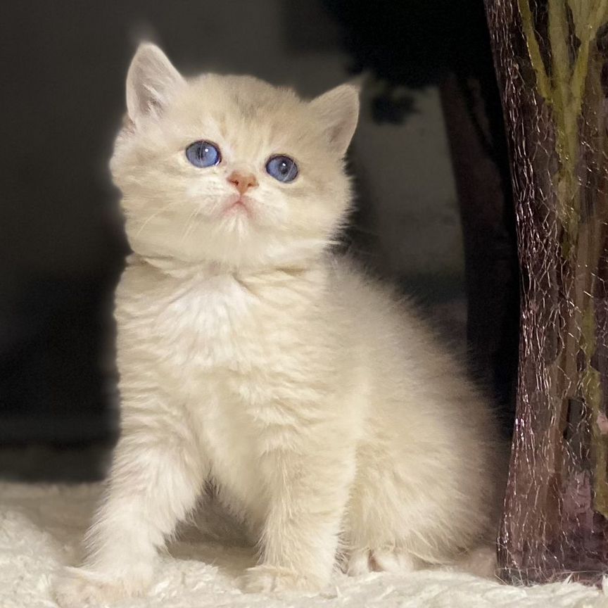 Британский короткошёрстный котёнок