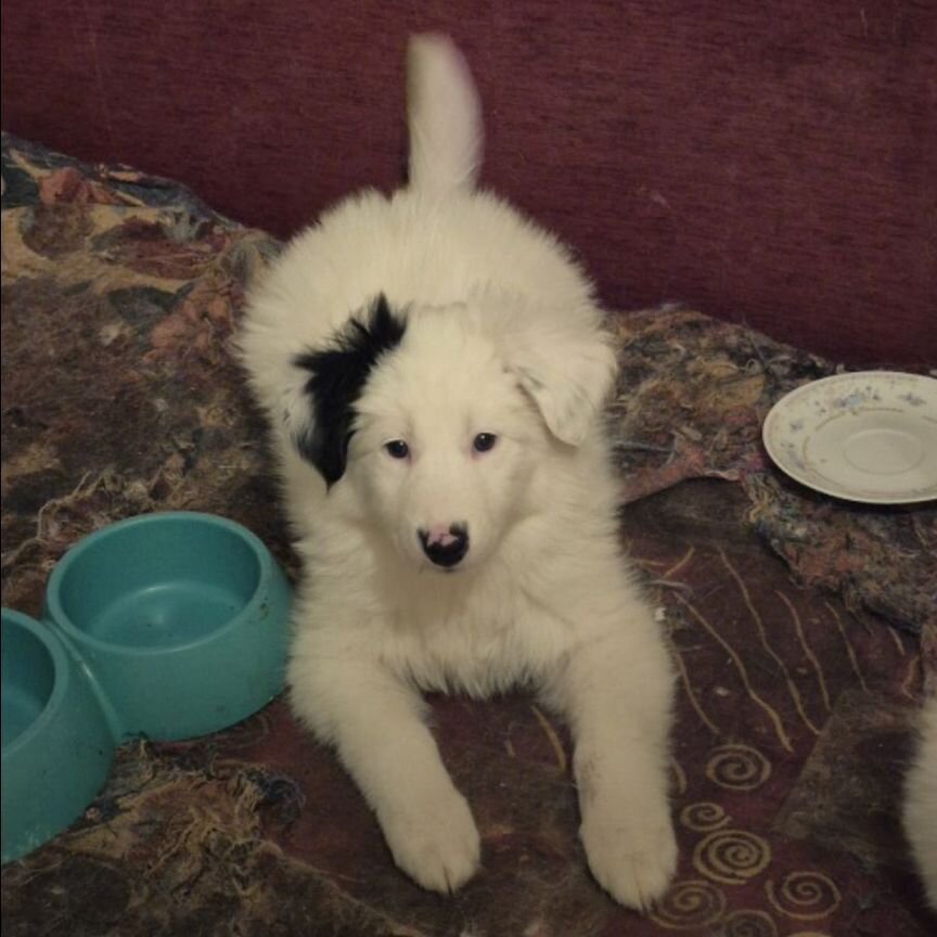 Щенок в добрые руки