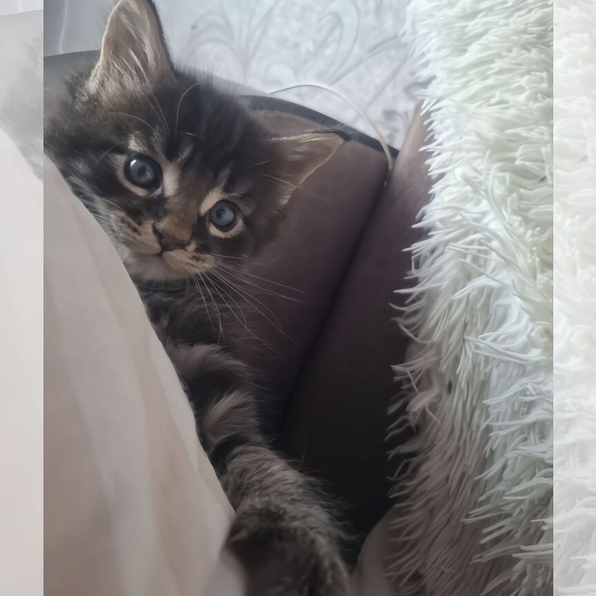 Мейн-кун котёнок