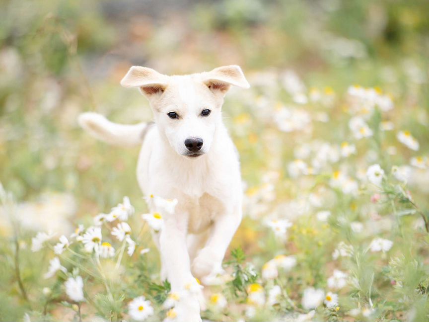 Собак щенок с приюта 3,5 м