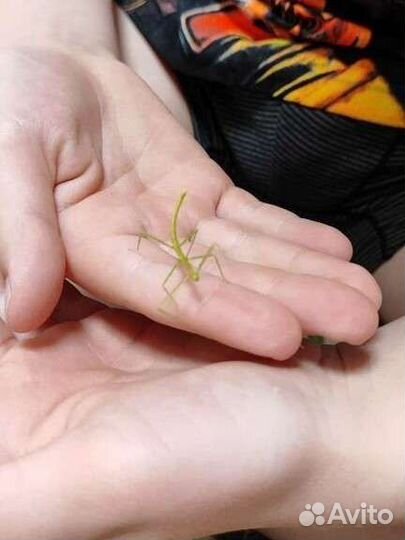 Малыши палочники