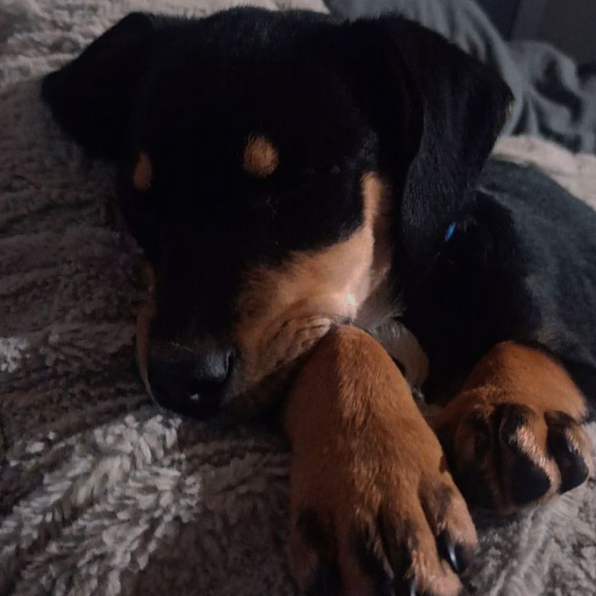 Такса, щенок