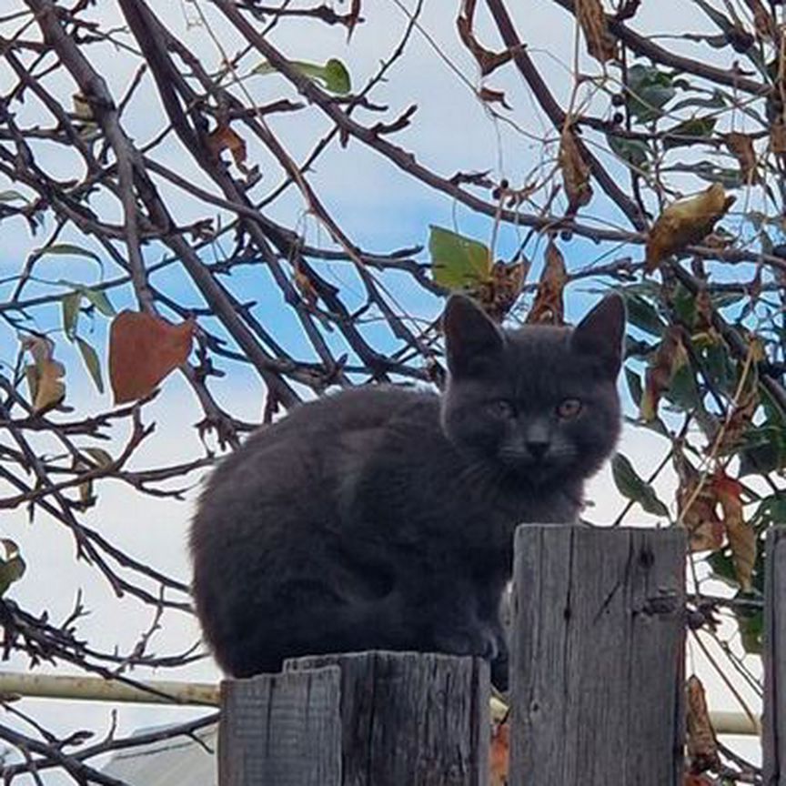 Уличные котята ищут дом