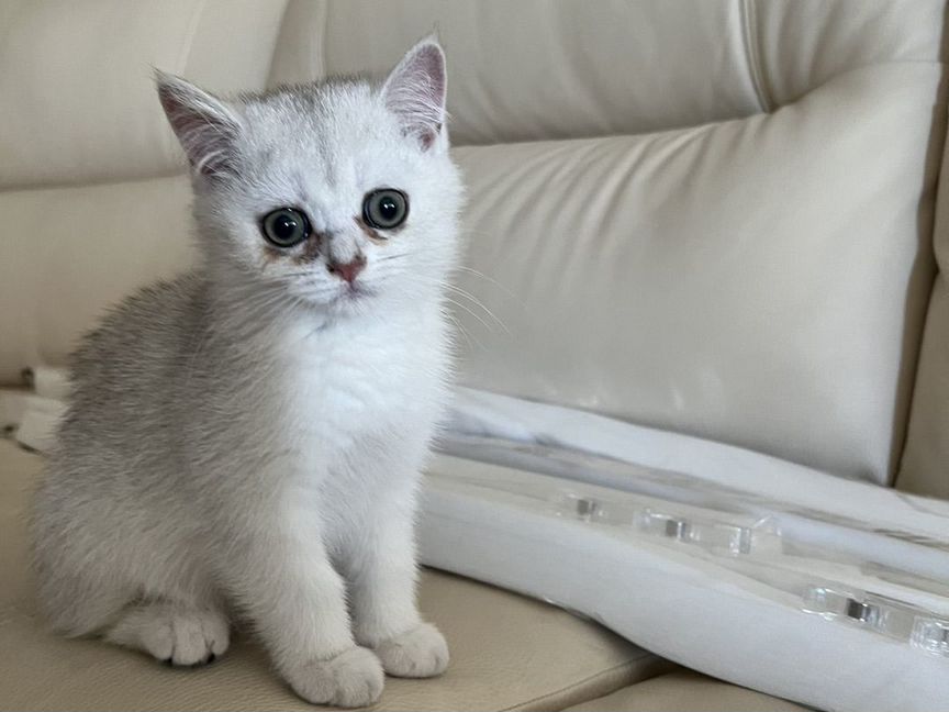 Шотландская вислоухая кошка, 3 месяца