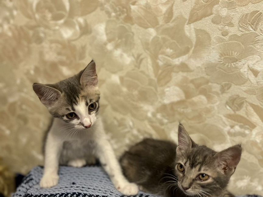 Отдам в добрые руки 2 кошечек