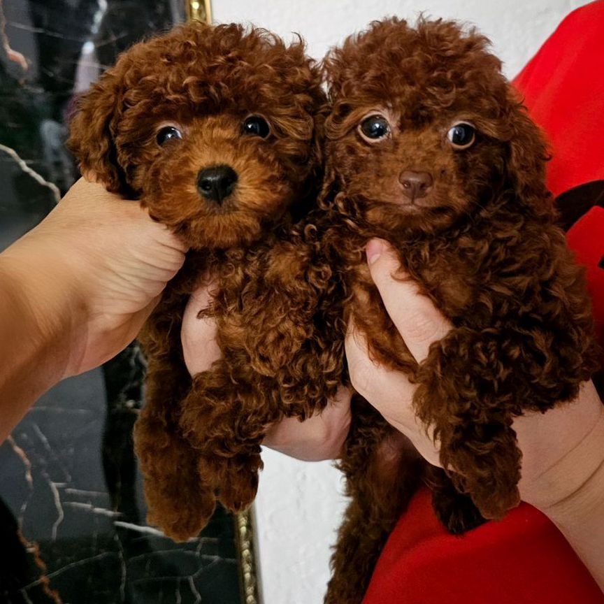 Той-пудель, щенок