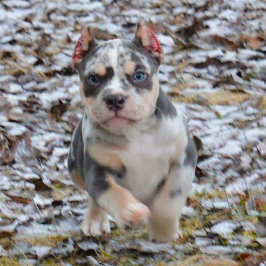 Американский булли мальчик