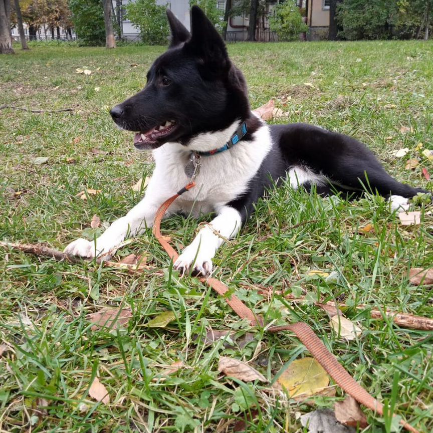 Отдам в добрые руки