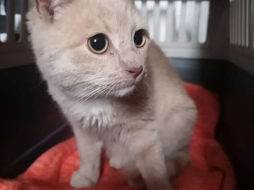 Котенок
