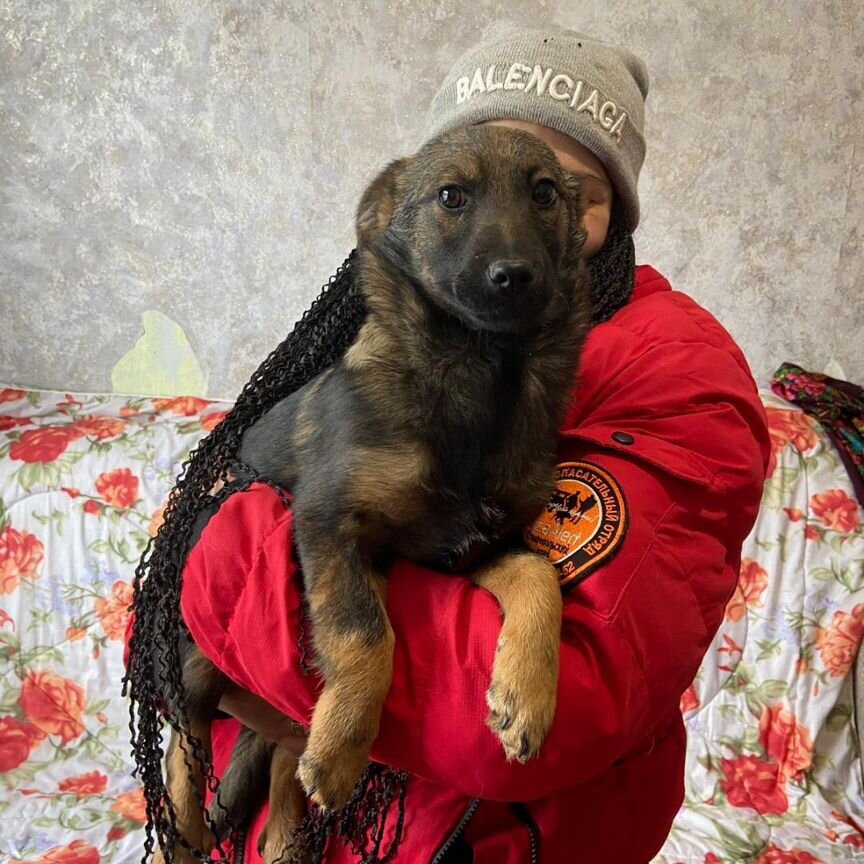 Щенок для дома и души