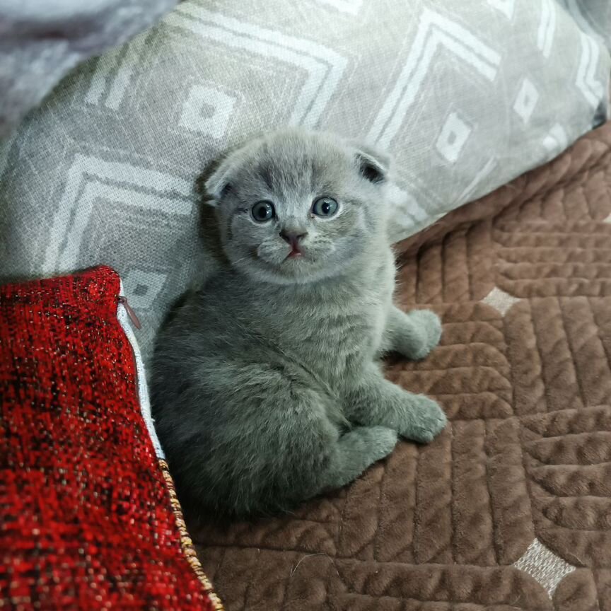 Шотландские котята