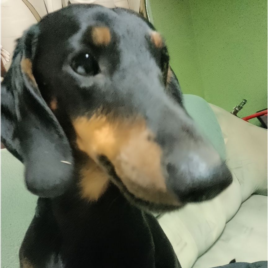 Такса, взрослая собака