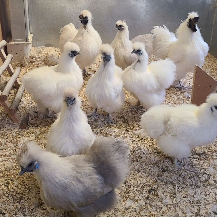 Цыплята китайский Шёлковый абориген