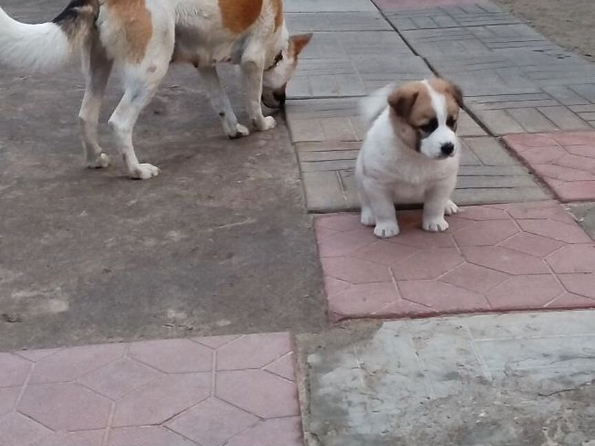 Собака в добрые руки щенок лайка