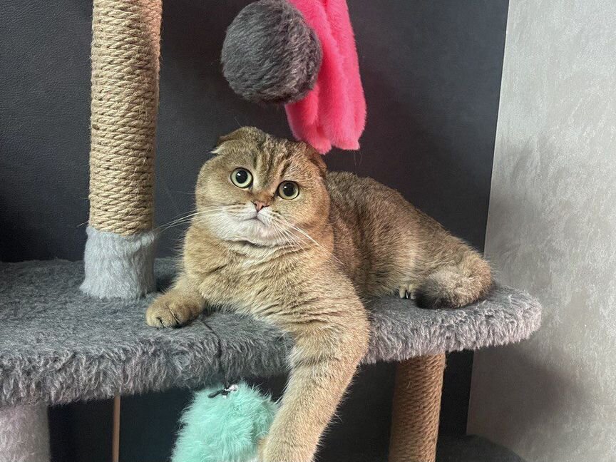 Шотландская вислоухая кошка