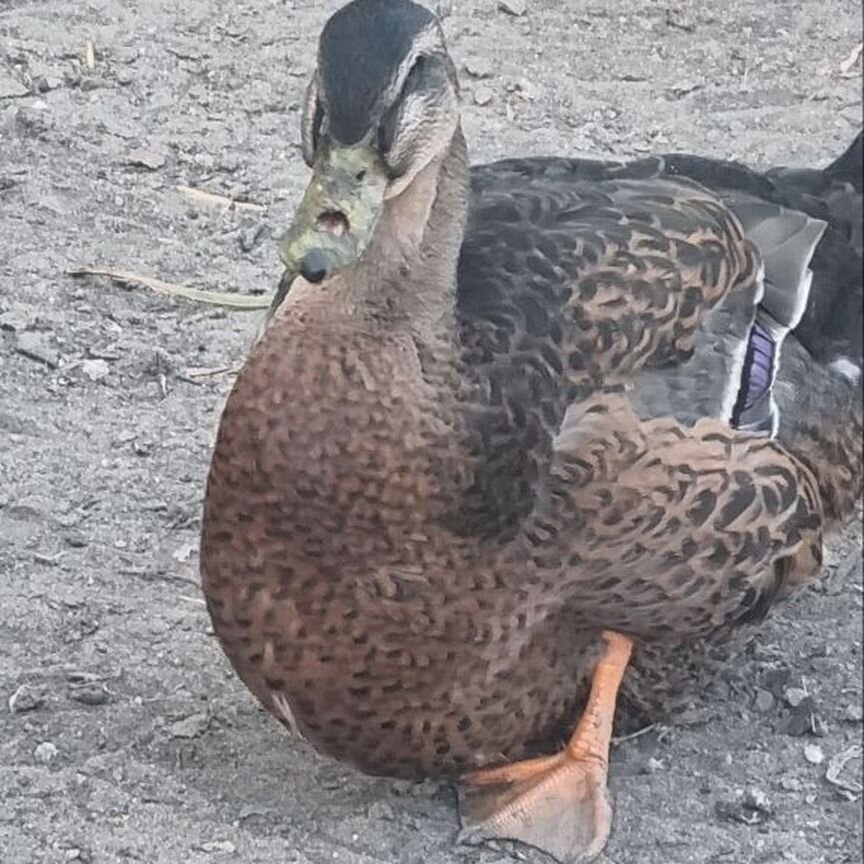 Руанская утка