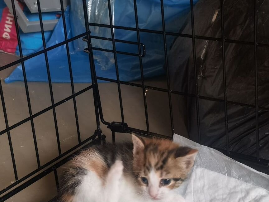 Кошка Тигруля