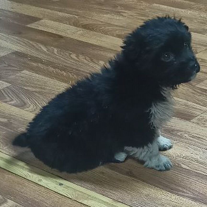 Щенок в добрые руки