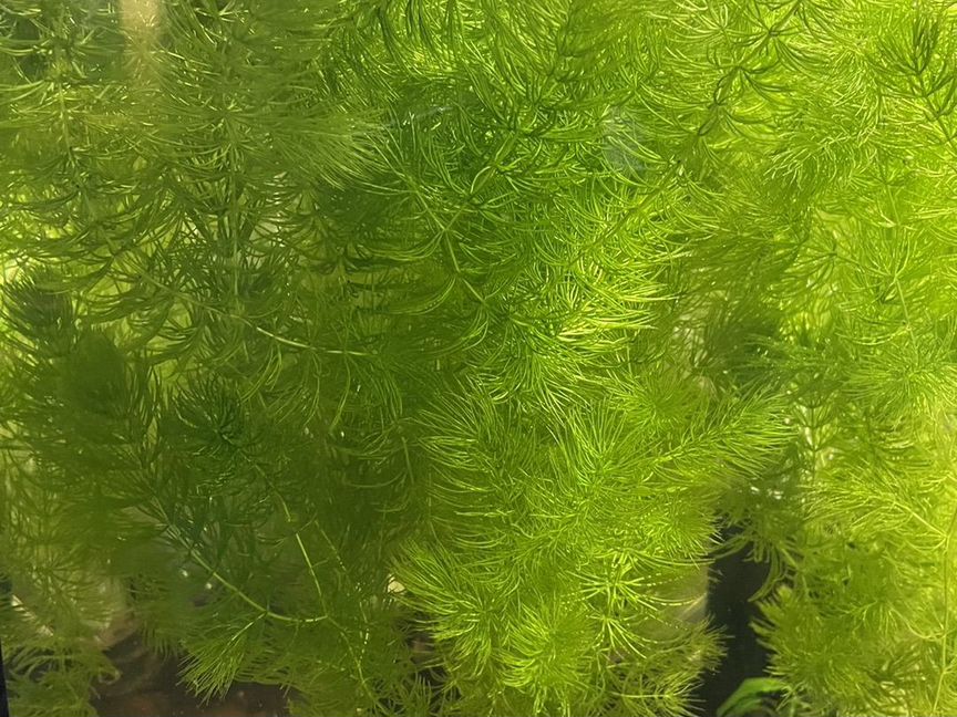 Роголистник в аквариум