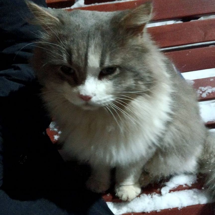 Котик выживает на улице