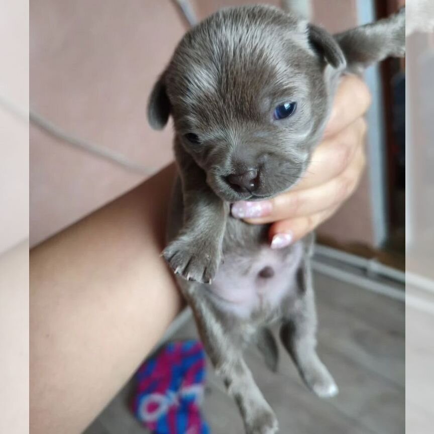 Чихуахуа, щенок