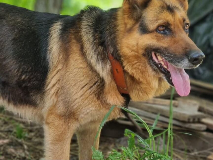 Немецкая овчарка