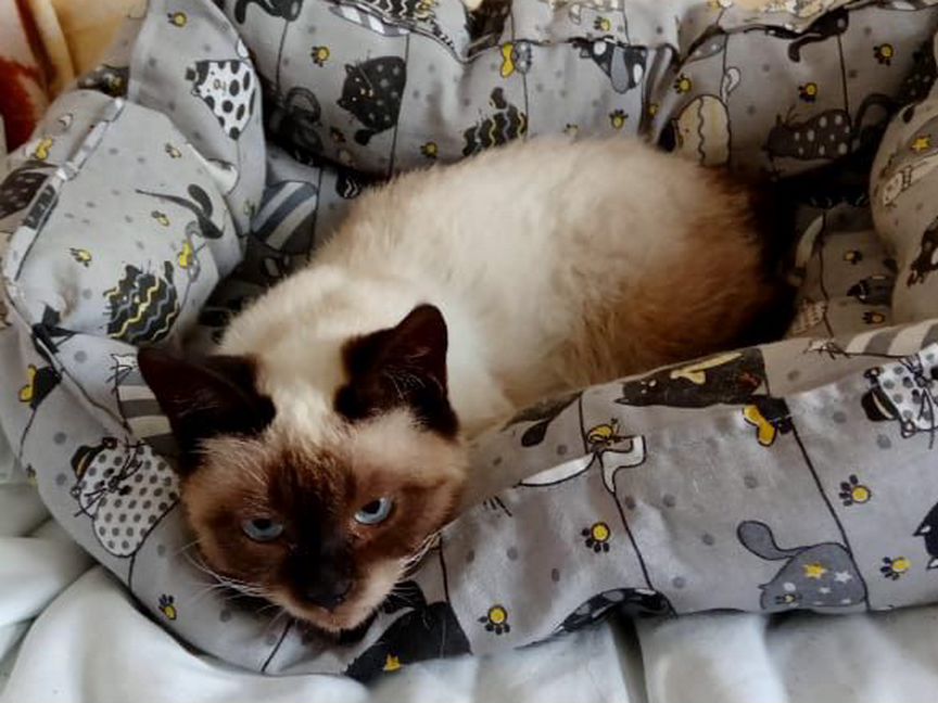 Сиамская кошка в беде