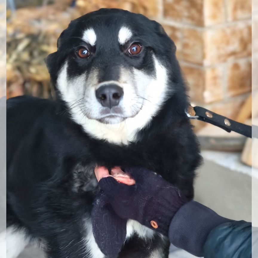 Немецкая овчарка, щенок