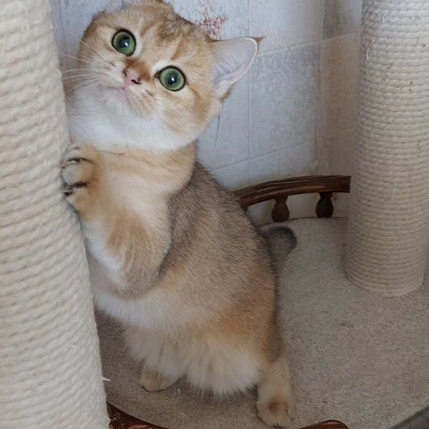 Шотландская золотая шиншилла