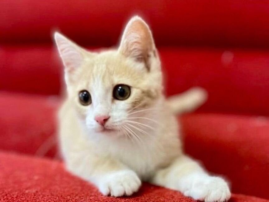 Славный персиковый мальчишка ждет хозяев