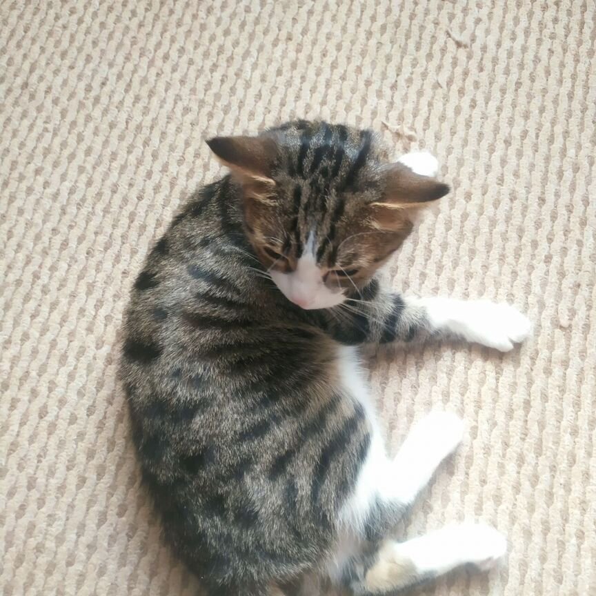 Ищу кота для вязки