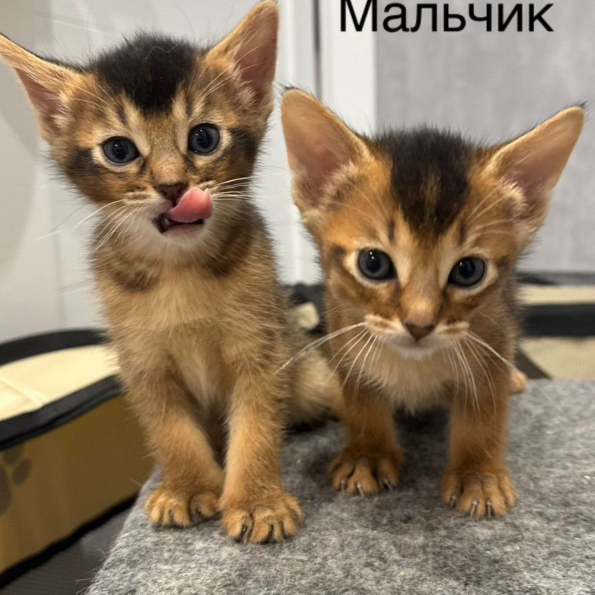 Абиссинские котята
