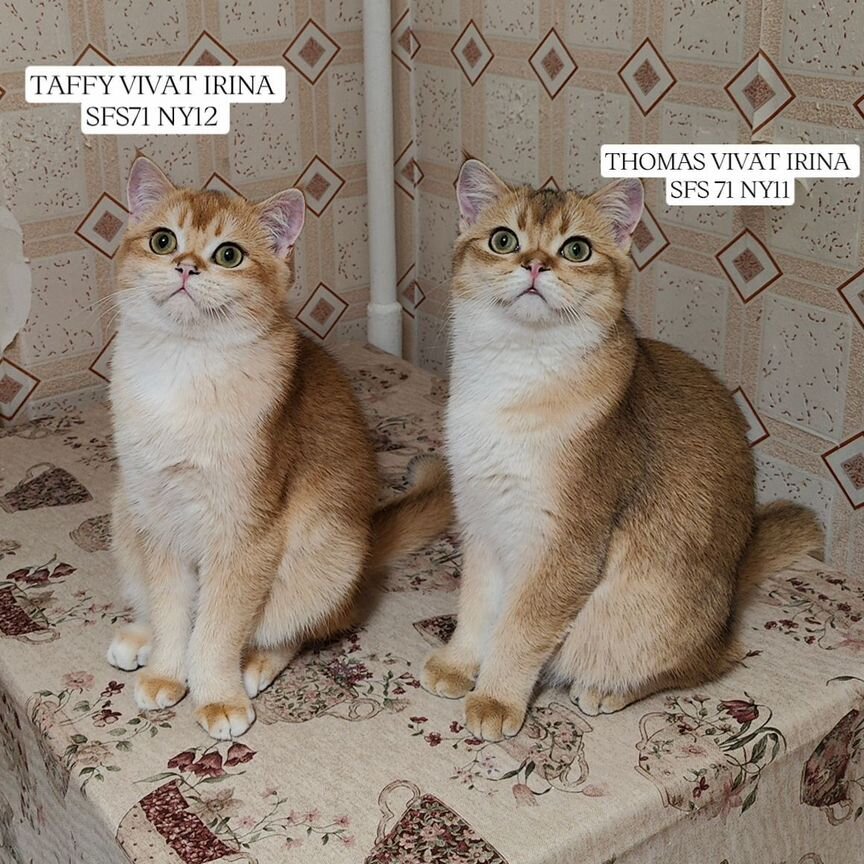 Шотландские золотые котята с документами