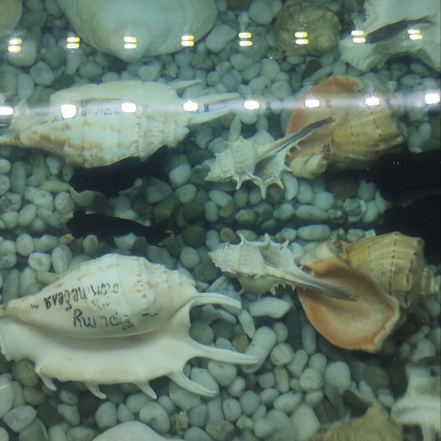 Рыба телескоп