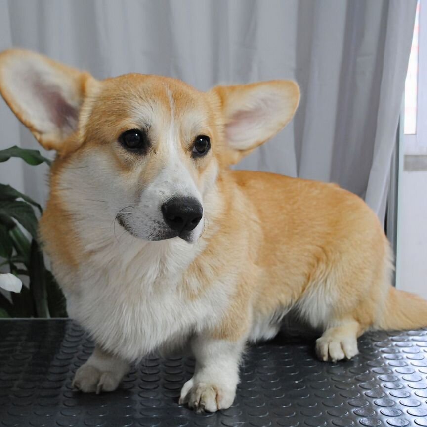 Вельш Корги Пемброк, щенок