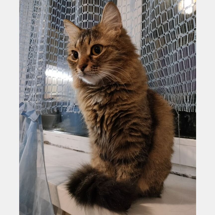 Котёнок Лиза пол года