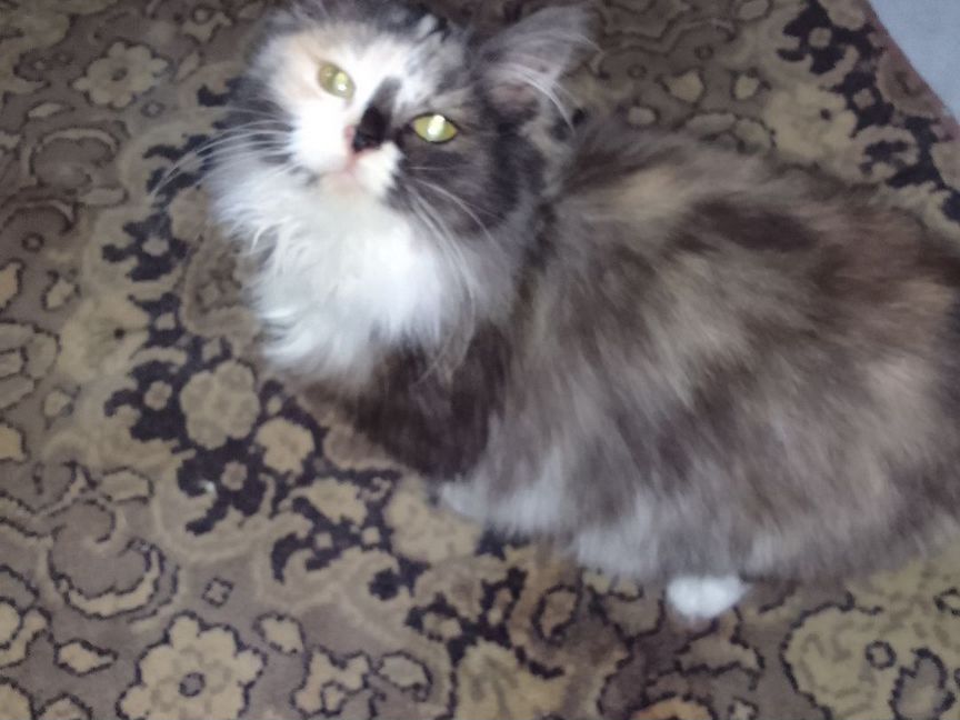 Кошка