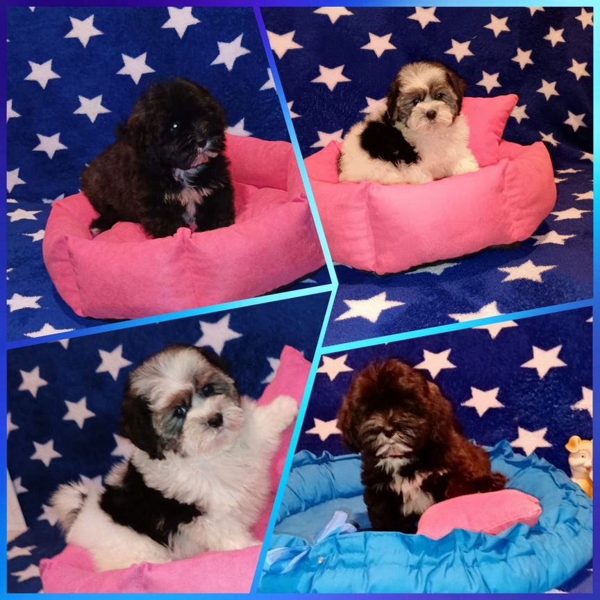 Мальтипушики