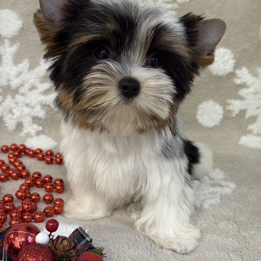 Бивер-йоркширский терьер, щенок