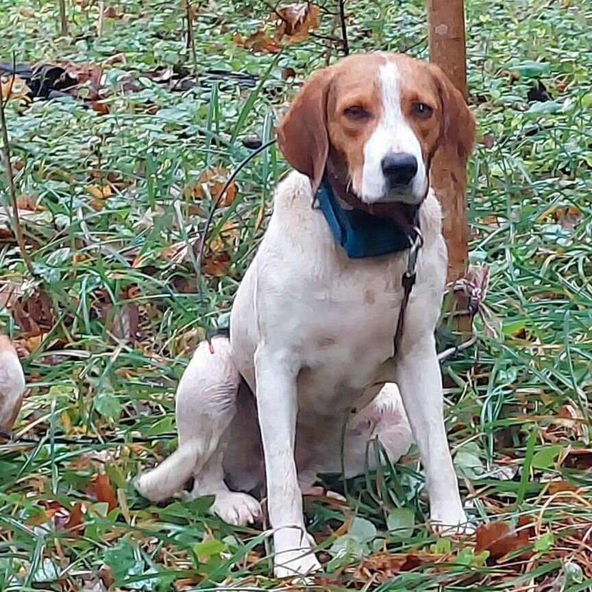 Эстонская гончая, взрослая собака