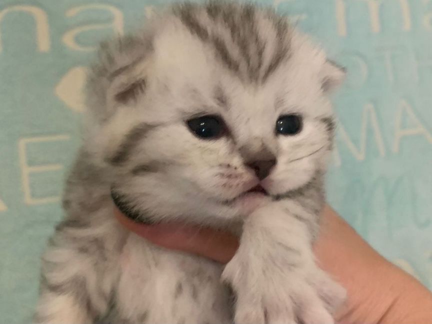 Шотландские котята