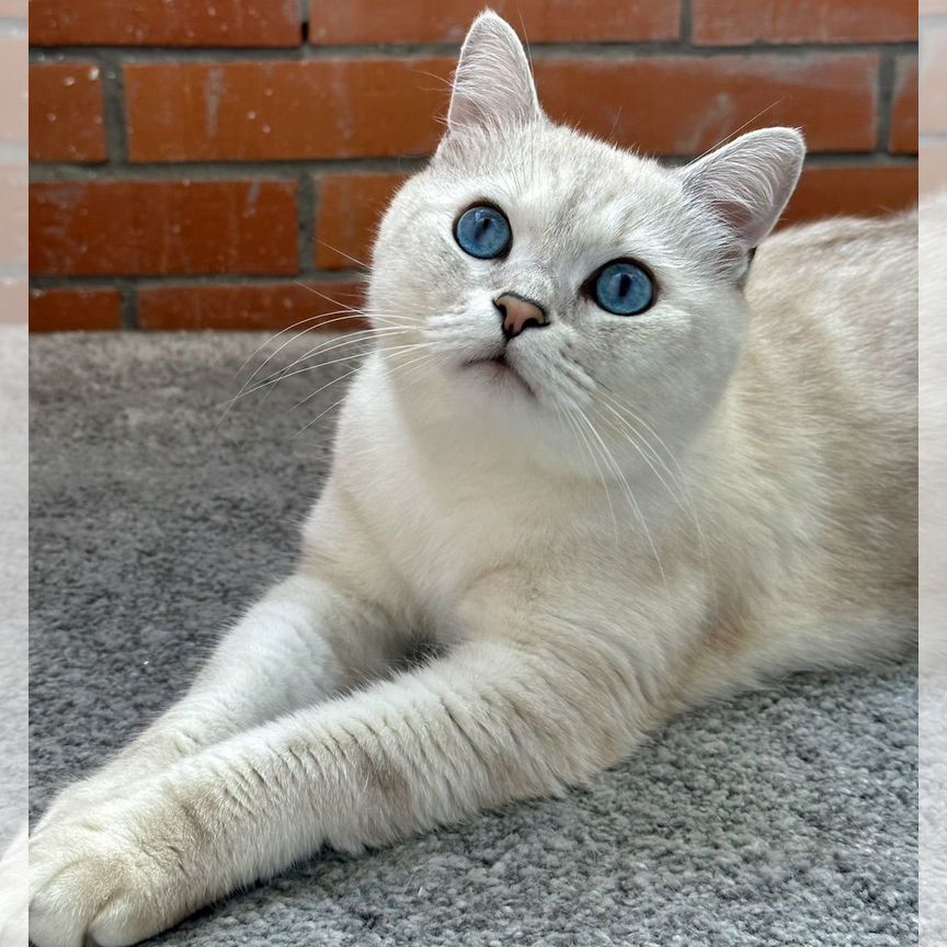 Британская шиншилла кот