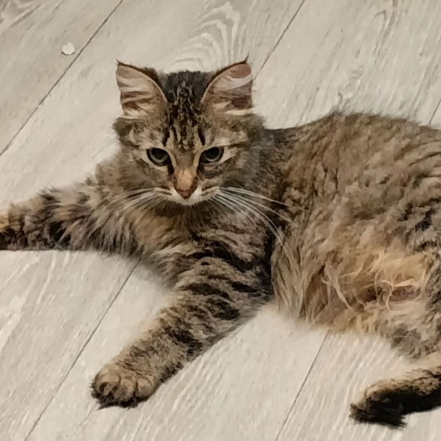 Взрослая кошка в добрые руки