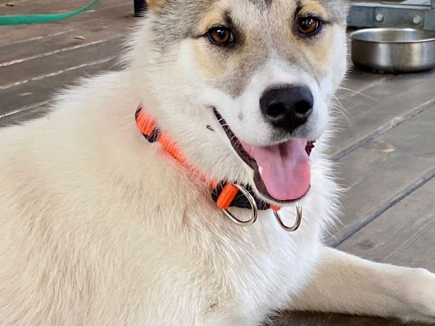 Метис лайки, хаски